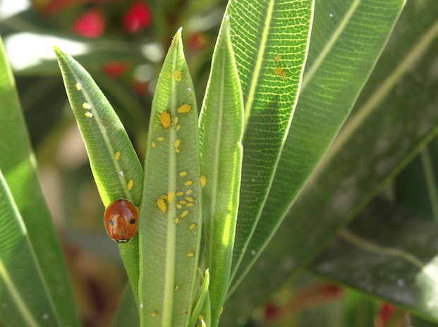 Lutte contre les ravageurs : des solutions de biocontrôle